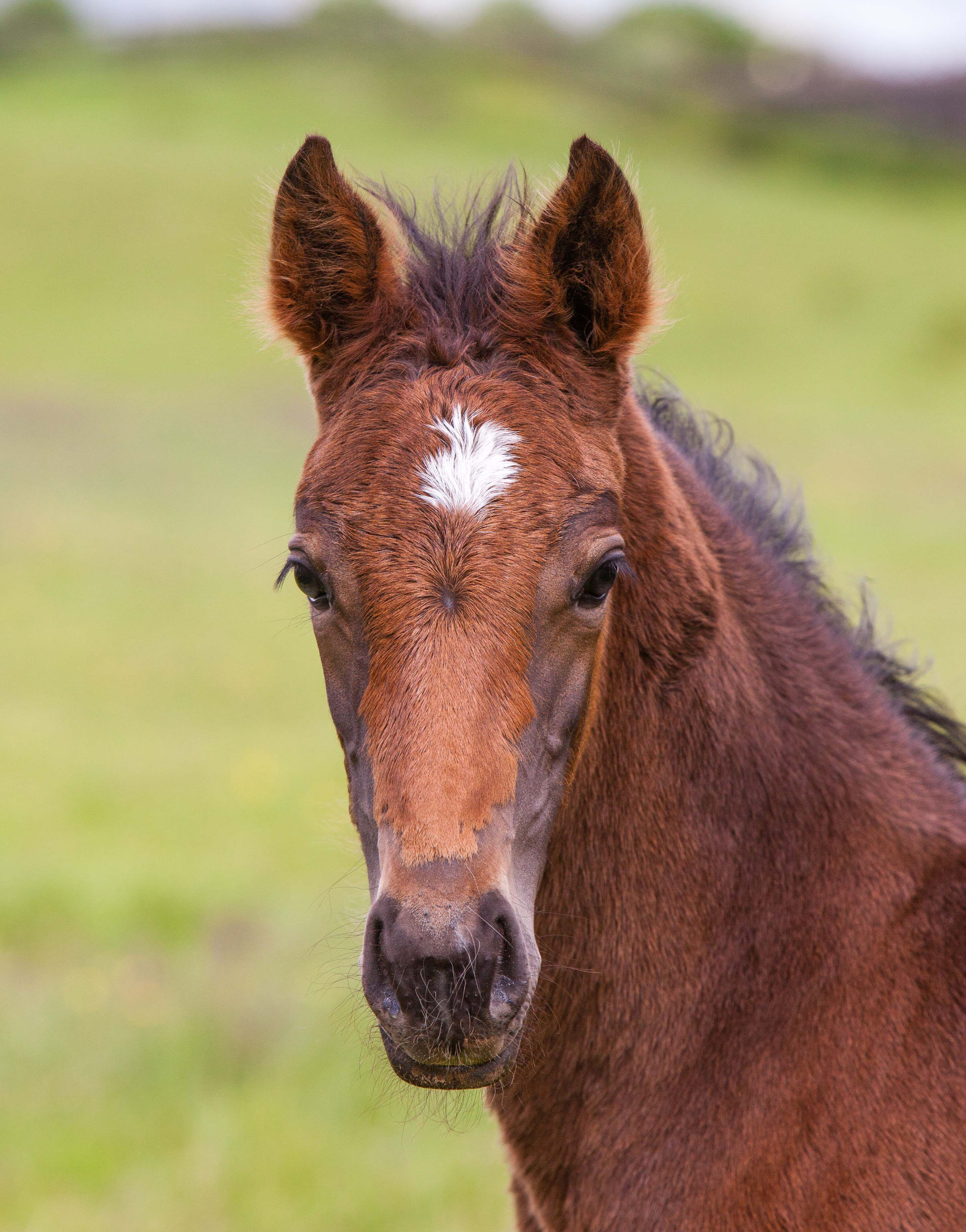 Horse Registration Services
