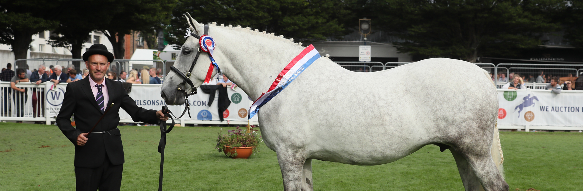 Irish Draught Studbook