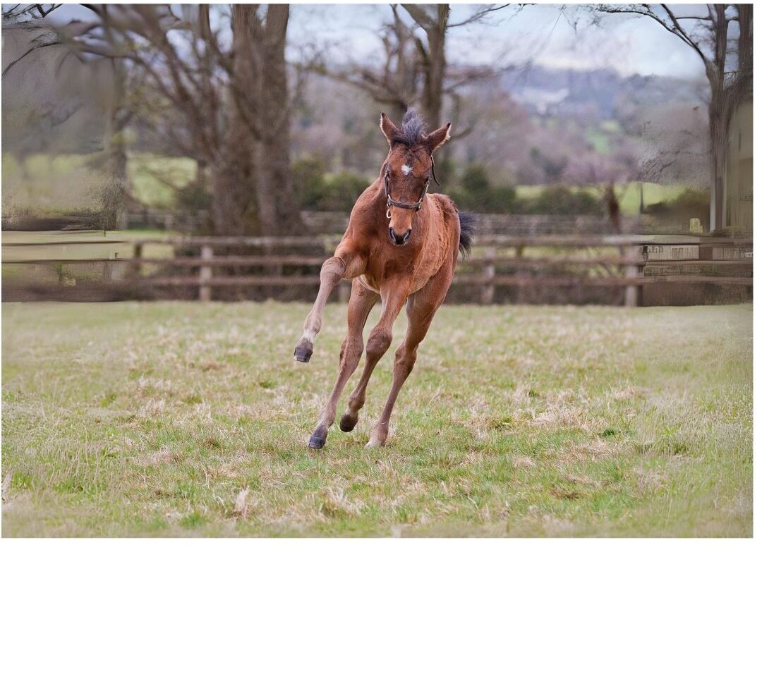 Types of Equine Documentation
