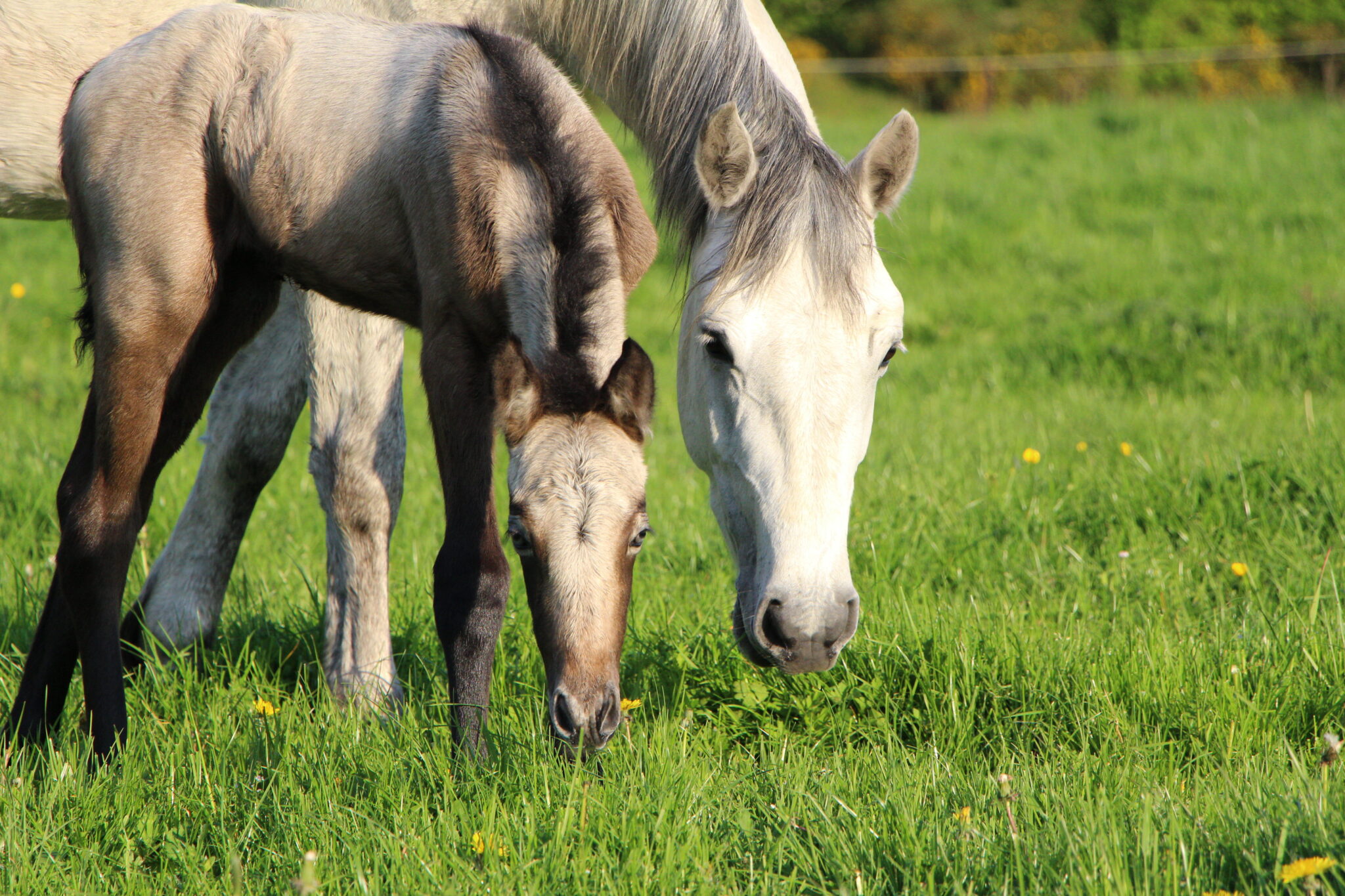 Policies & Documents