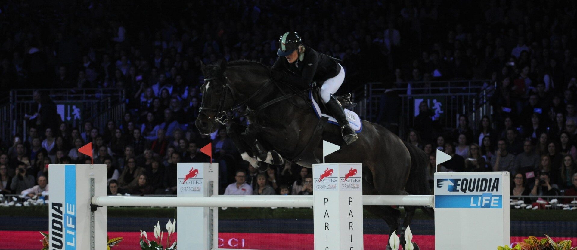 Stallions in Focus - Zapatero VDL