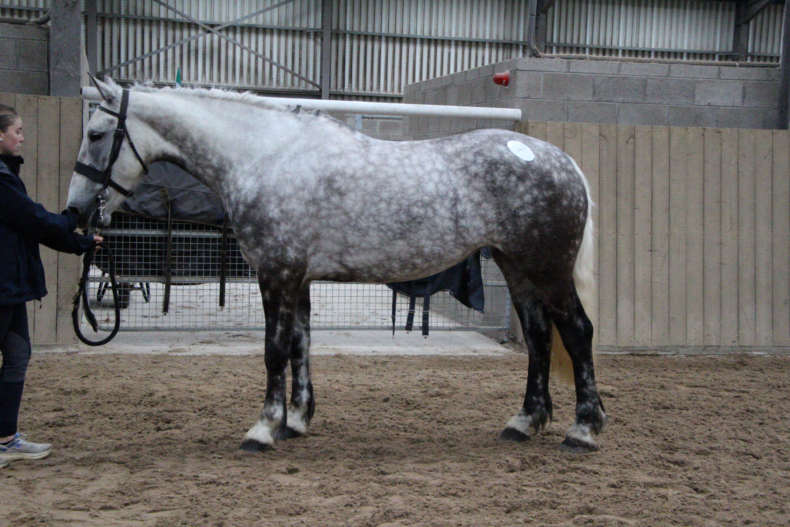 Spring Mare Inspections - Now Open