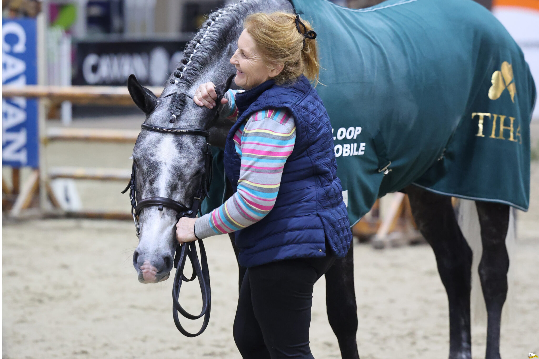 Stallions in Focus - Carrabeg The Full Irish