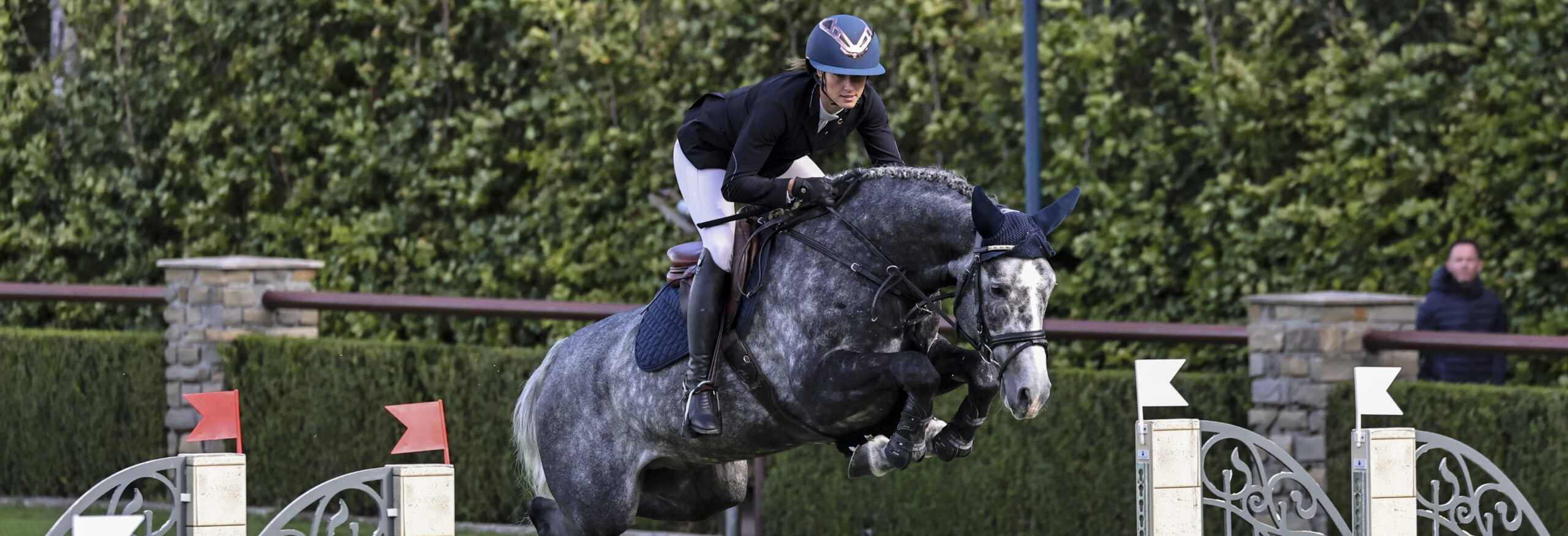 Stallions in Focus - Carrabeg The Full Irish